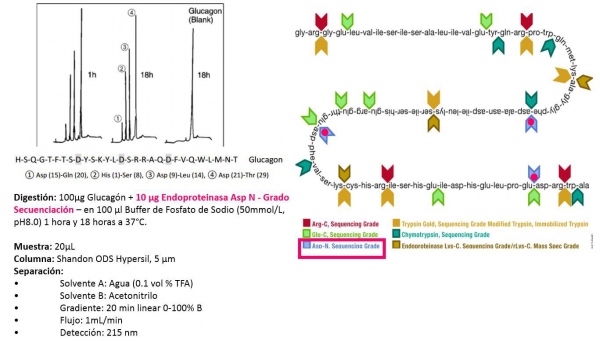 Endoproteinase Asp-N