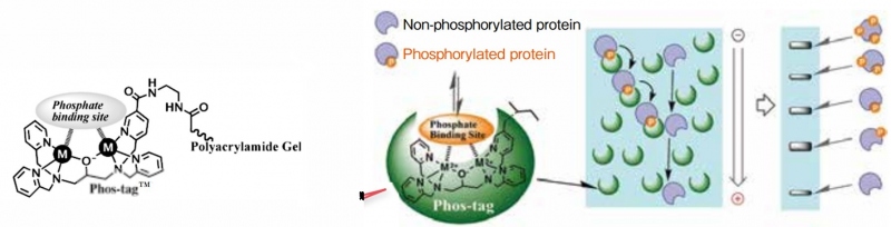Phos-tag™ Biotina – Detección de proteínas fosforiladas mediante ...
