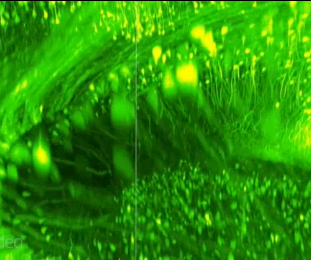 Reactivo de Laboratorio VA-044 para el Método de Análisis Cerebral | Wako