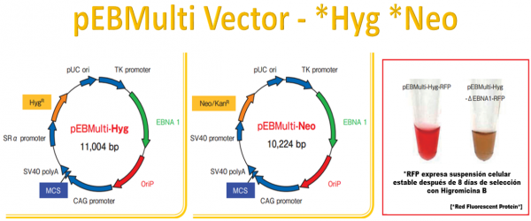 pEBMulti – Vector de expresión génica